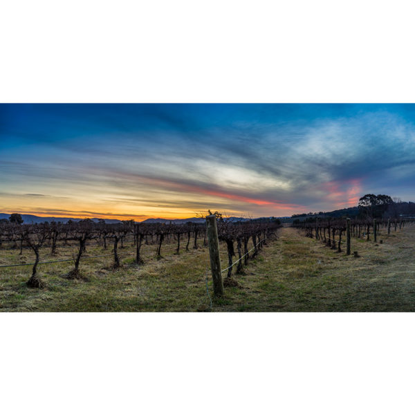 Mudgee Vineyard, Sunset. New South Wales Landscape Photography Wall Art ...